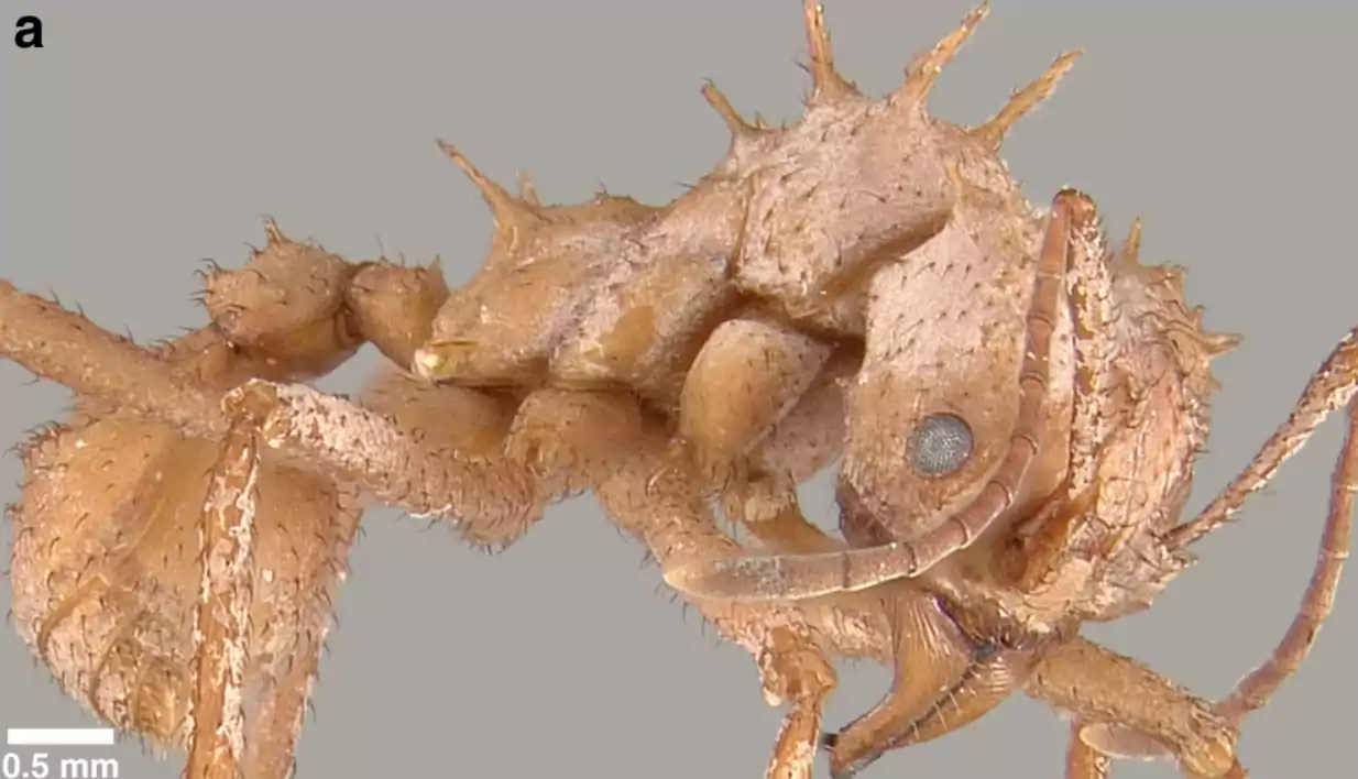 Exoskeleton Definition